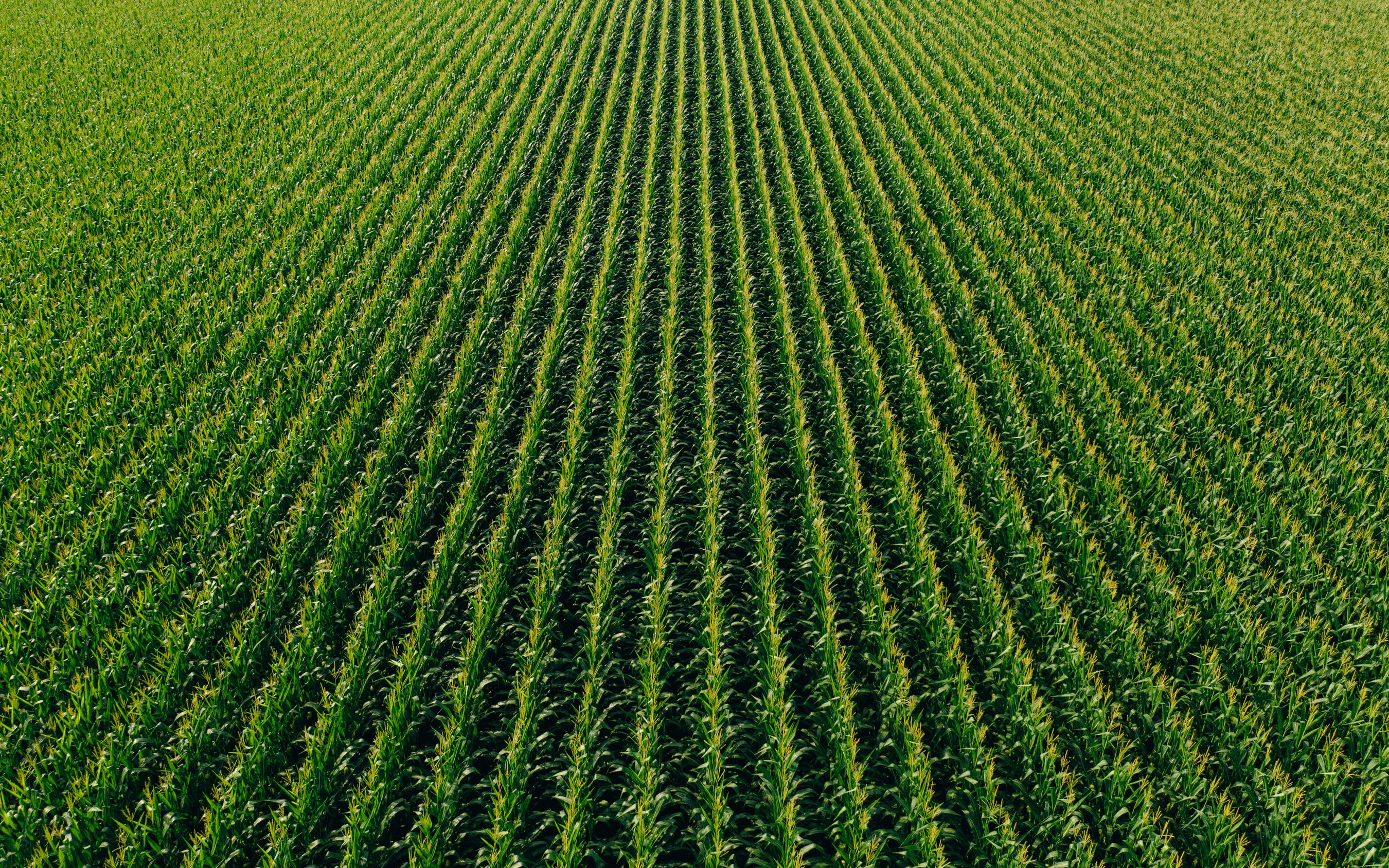Organic Microbes and Fertilizers For Plants Trees Animals Made in USA